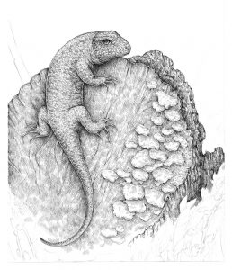 How to Draw a Lizard with Pen and Ink