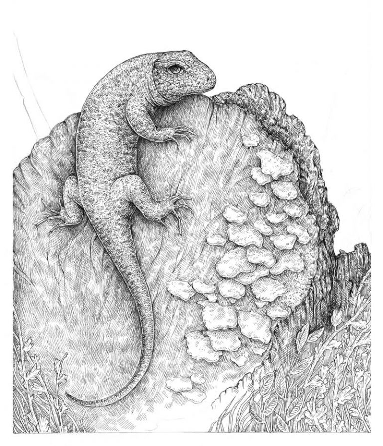 How to Draw a Lizard with Pen and Ink