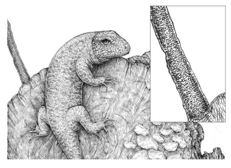 How to Draw a Lizard with Pen and Ink