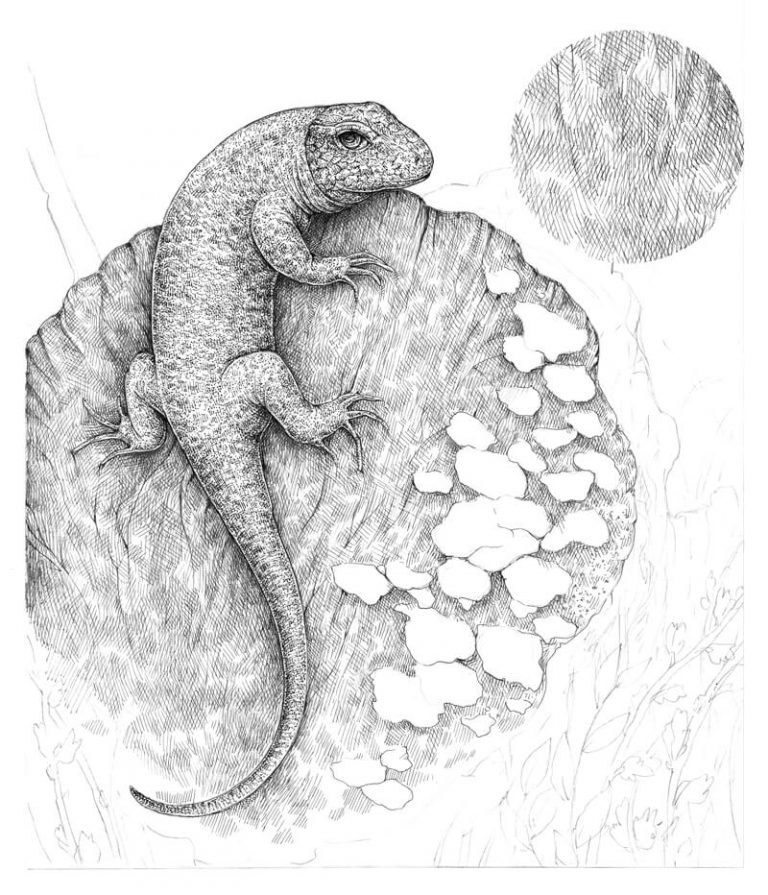 How to Draw a Lizard with Pen and Ink