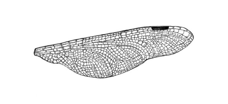 Drawing a Dragonfly - Stippling with Pen and Ink Drawing a Dragonfly - Stippling with Pen and Ink