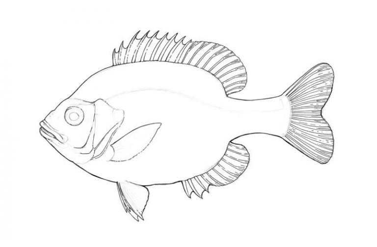 Draw a Fish: Pen and Ink Drawing with Digital Painting