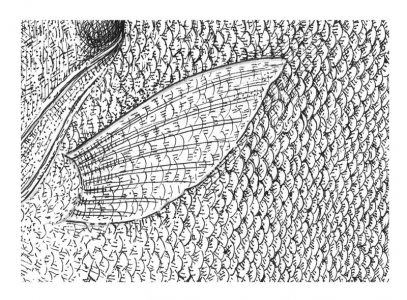 Draw a Fish: Pen and Ink Drawing with Digital Painting