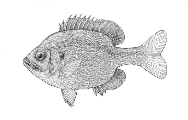 Draw a Fish: Pen and Ink Drawing with Digital Painting