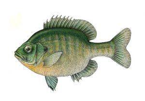 Draw a Fish: Pen and Ink Drawing with Digital Painting