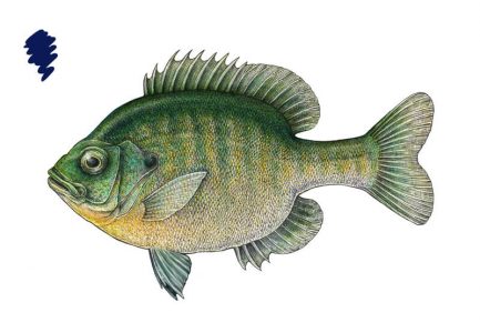 Draw a Fish: Pen and Ink Drawing with Digital Painting