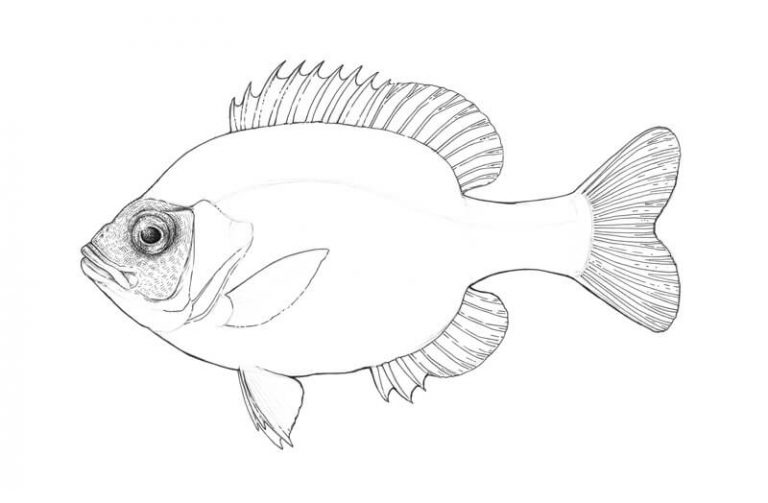 Draw a Fish: Pen and Ink Drawing with Digital Painting