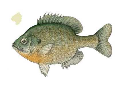 Draw a Fish: Pen and Ink Drawing with Digital Painting