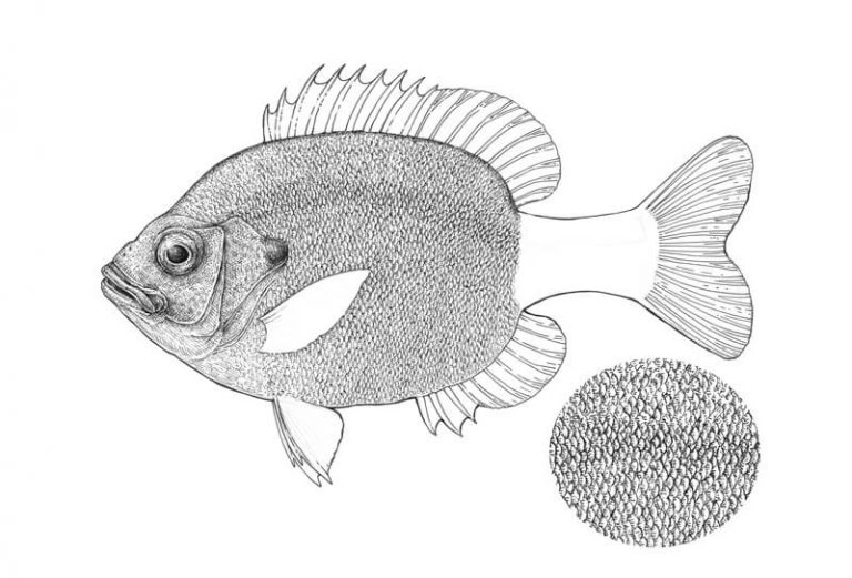 Draw a Fish: Pen and Ink Drawing with Digital Painting
