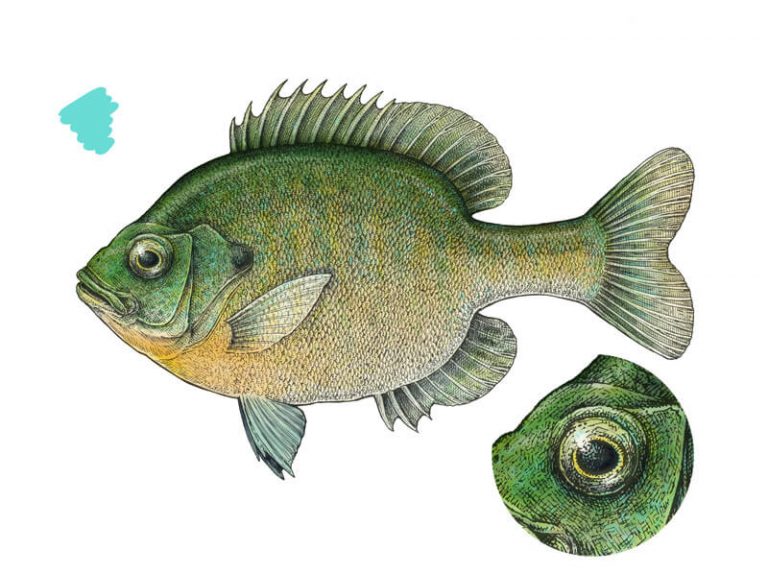 Draw a Fish: Pen and Ink Drawing with Digital Painting