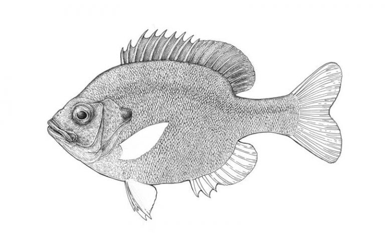 Draw a Fish: Pen and Ink Drawing with Digital Painting