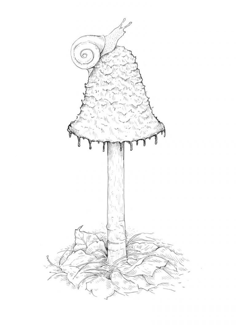 How to Draw a Mushroom - Pen and Ink