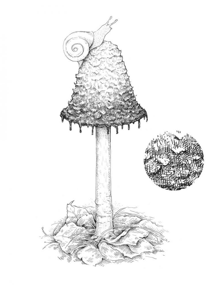 How to Draw a Mushroom - Pen and Ink