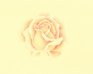 How to Draw a Rose
