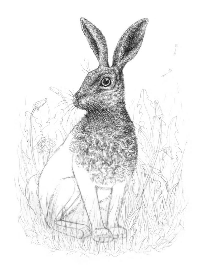 How to Draw a Rabbit with Pen and Ink