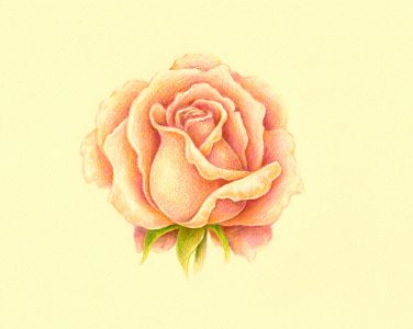 How to Draw a Rose