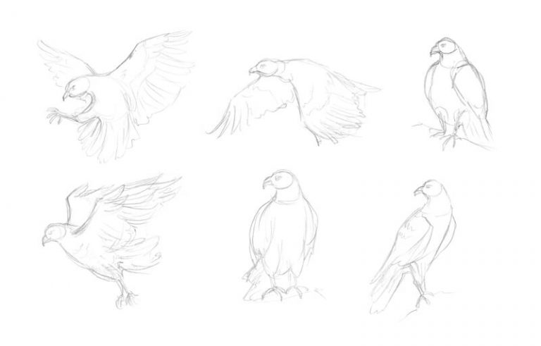 How to Draw a Falcon with Pen and Ink