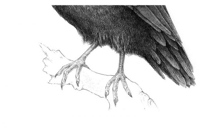 How to Draw a Raven with Pen and Ink