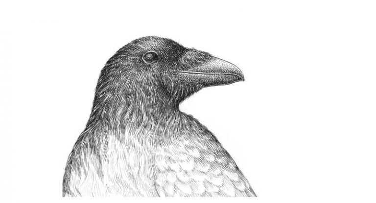 How to Draw a Raven with Pen and Ink