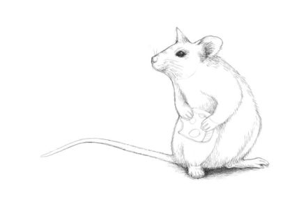 How to Draw a Mouse with Pen and Ink