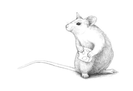 How to Draw a Mouse with Pen and Ink