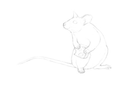 How to Draw a Mouse with Pen and Ink