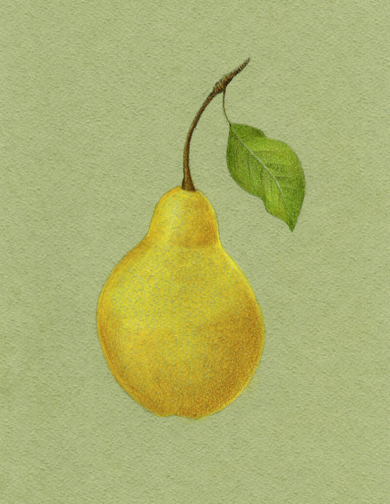How to Draw a Pear with Colored Pencils