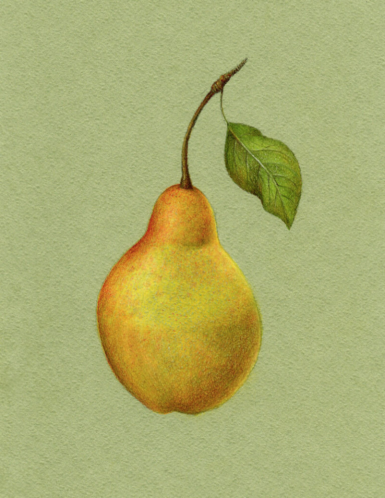 How to Draw a Pear with Colored Pencils