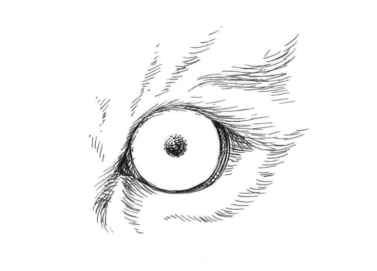 How to Draw Animal Eyes with Pen and Ink