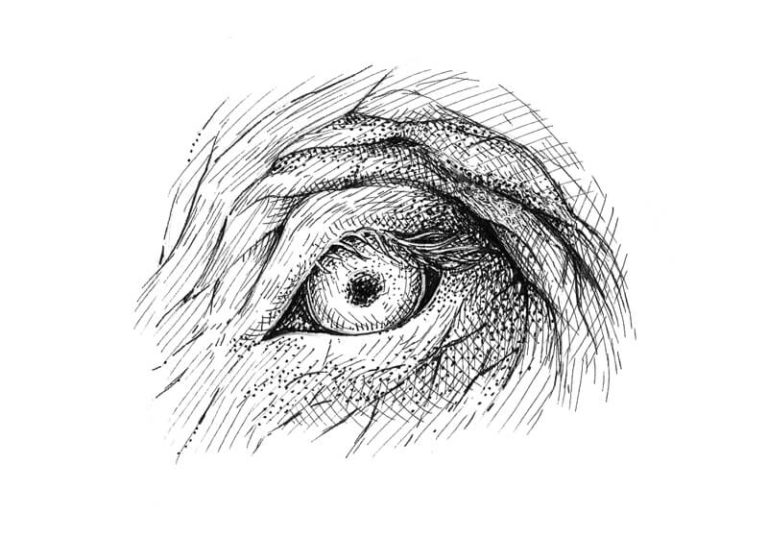 How to Draw Animal Eyes with Pen and Ink