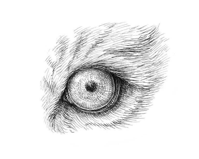 How to Draw Animal Eyes with Pen and Ink