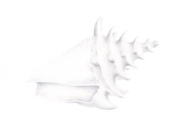 How to Draw a Seashell with a Limited Palette with Colored Pencils