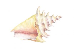 How to Draw a Seashell with a Limited Palette with Colored Pencils