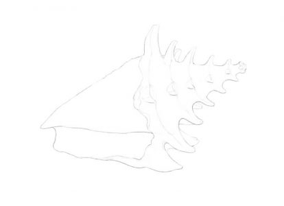 How to Draw a Seashell with a Limited Palette with Colored Pencils