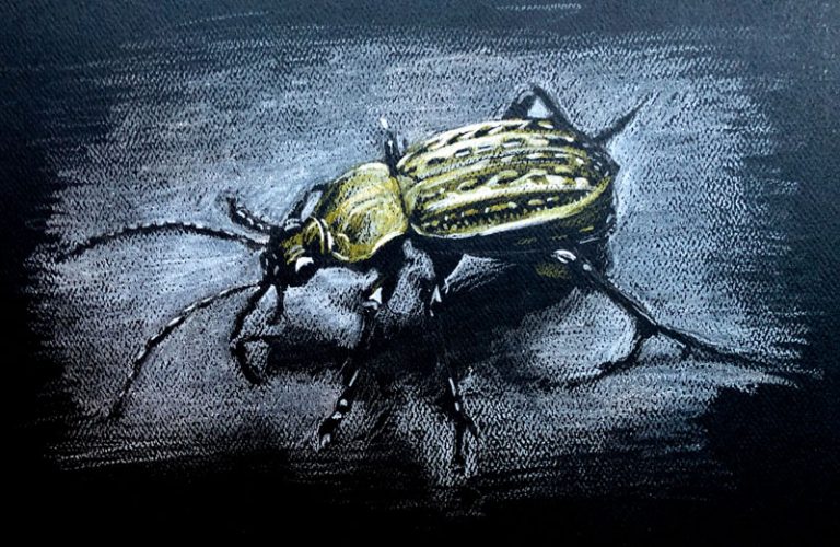 Draw a Bug with Colored Pencils – Timed Drawing Exercise