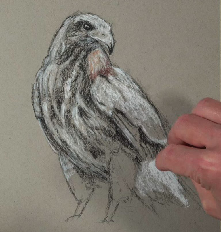 How to Draw a Hawk with Sepia Toned Pastels