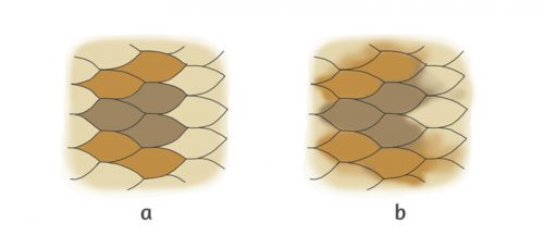 How to Draw Animal Scales