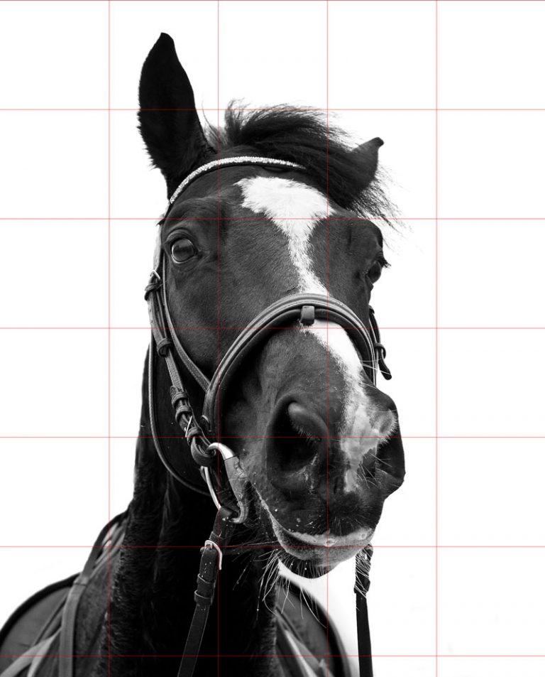 How to Draw a Horse with Charcoal