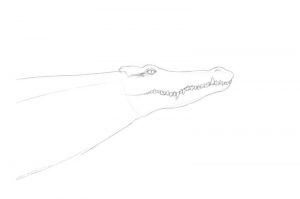 How to Draw a Crocodile with Pen and Ink
