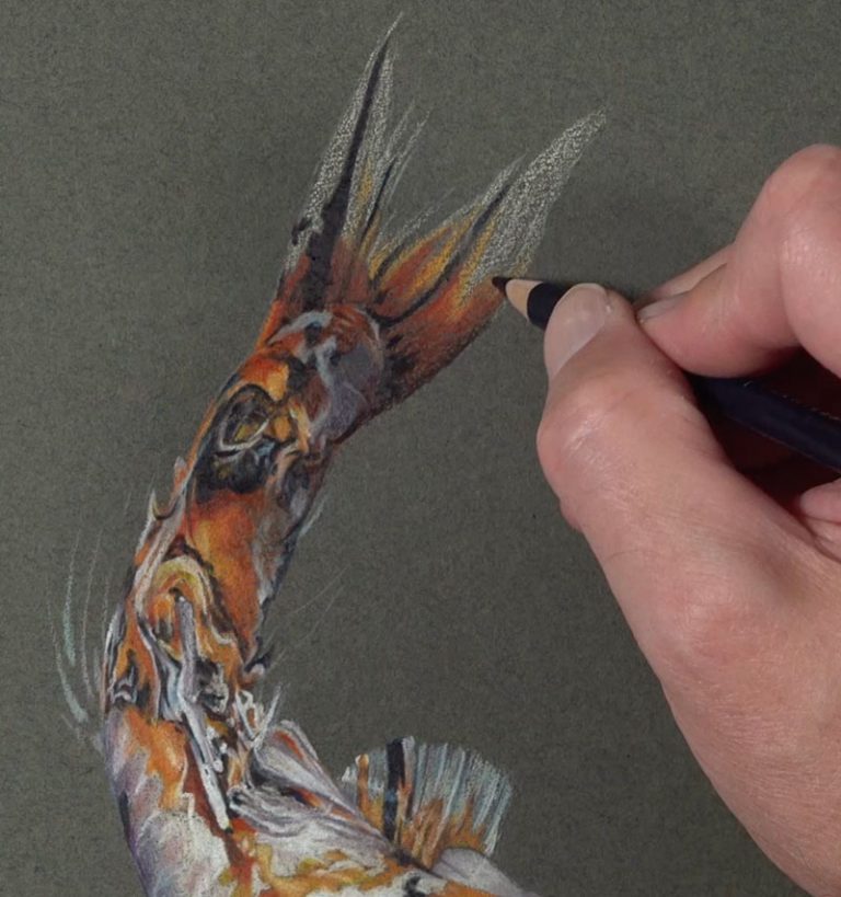 How to Draw a Koi Fish with Colored Pencils