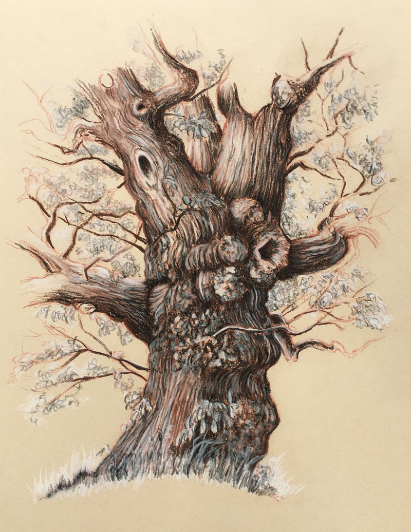 How To Draw Trees