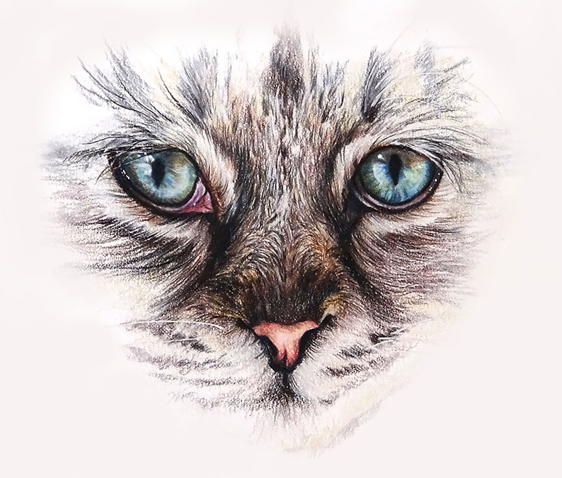 How To Draw Cat Eyes With Colored Pencils