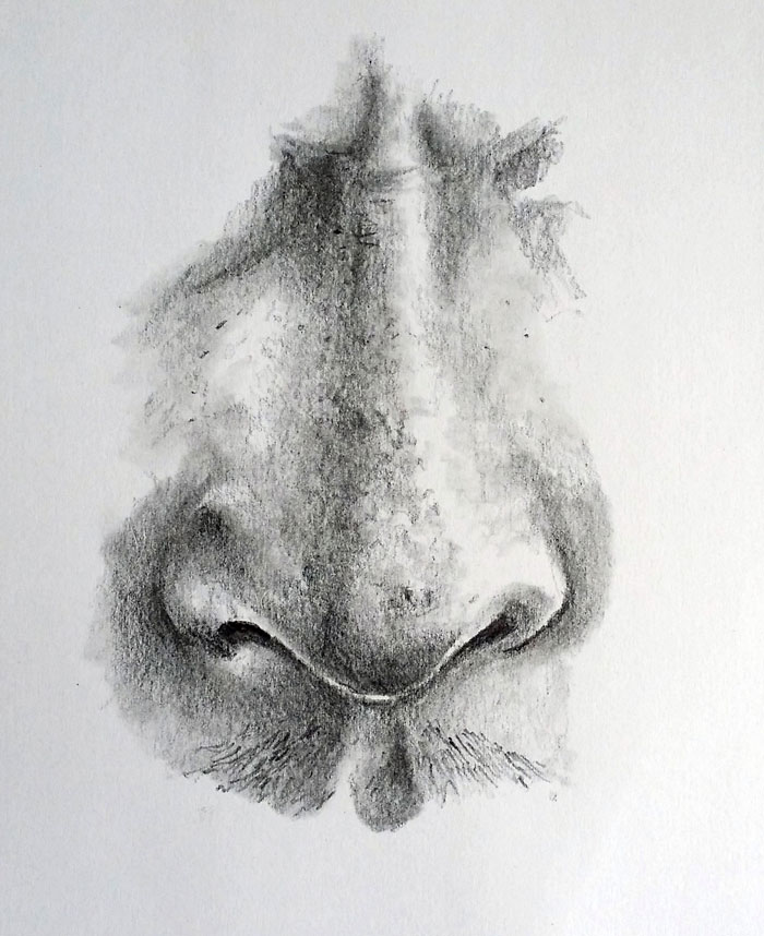 How To Draw A Realistic Nose From The Side How To Draw A Nose Easy Drawing Nose Step By Step 